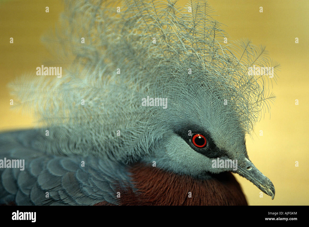 Victoria crowned pigeon Stock Photo - Alamy