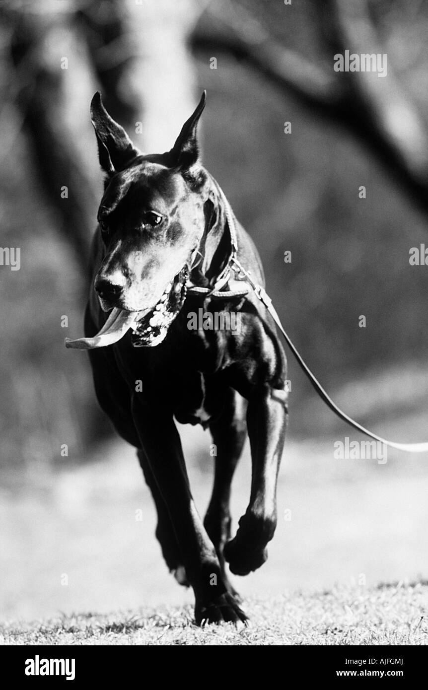 Equipment walking Black and White Stock Photos & Images - Alamy