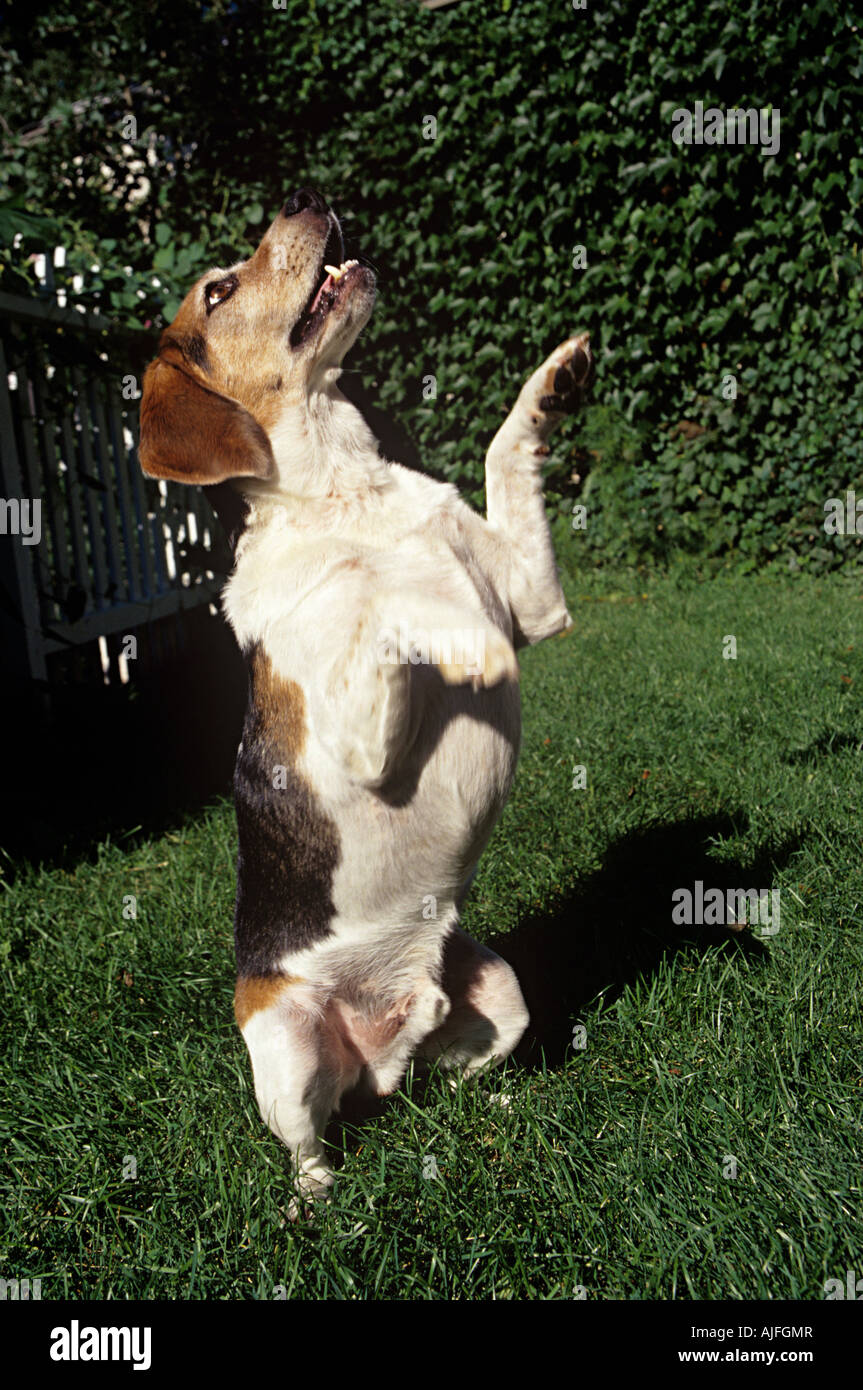 A dog begging Stock Photo - Alamy