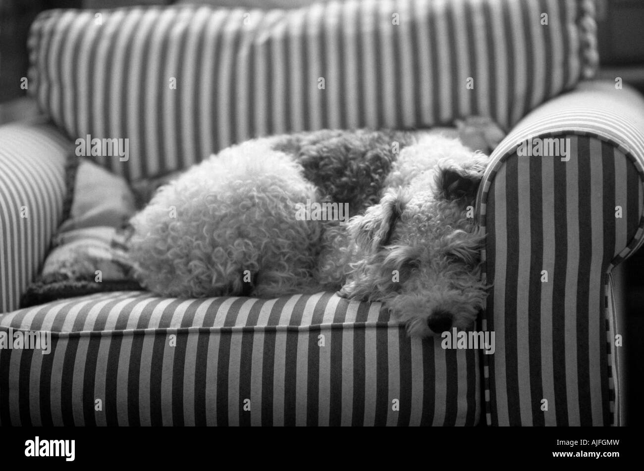 Dog on a armchair hi-res stock photography and images - Alamy