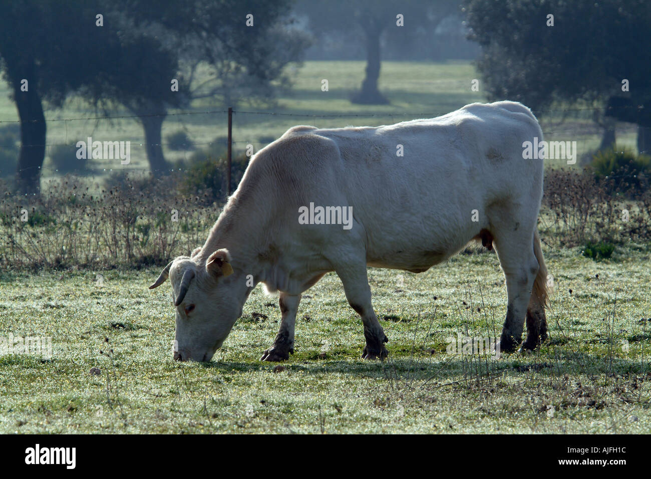 Spain andalusia bull cattle cow hi-res stock photography and images - Alamy