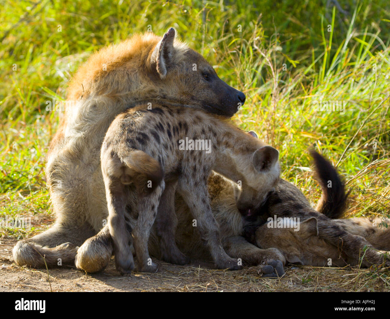Spotted hyena cubs suckle in early morning light Stock Photo - Alamy
