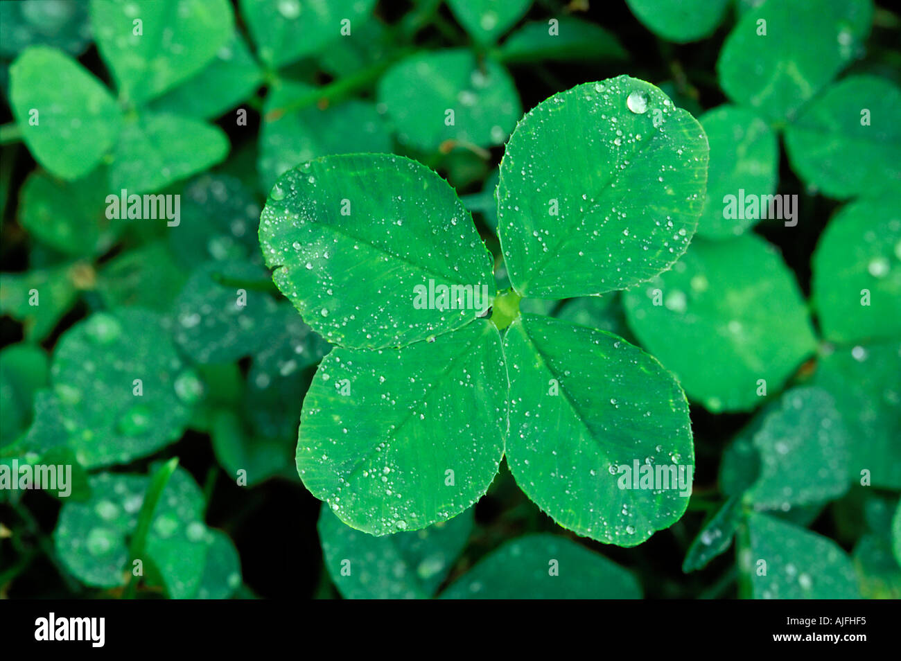 4 leaf clover hi-res stock photography and images - Alamy