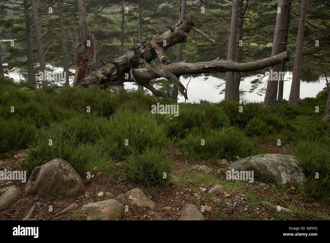 Dead tree by Loch an Eleine Scotland Stock Photo - Alamy