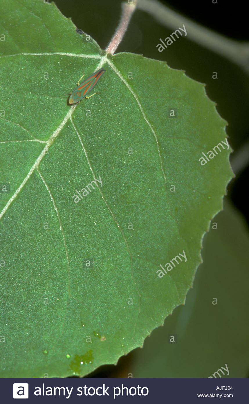 Graphocephala Coccinea High Resolution Stock Photography and Images - Alamy