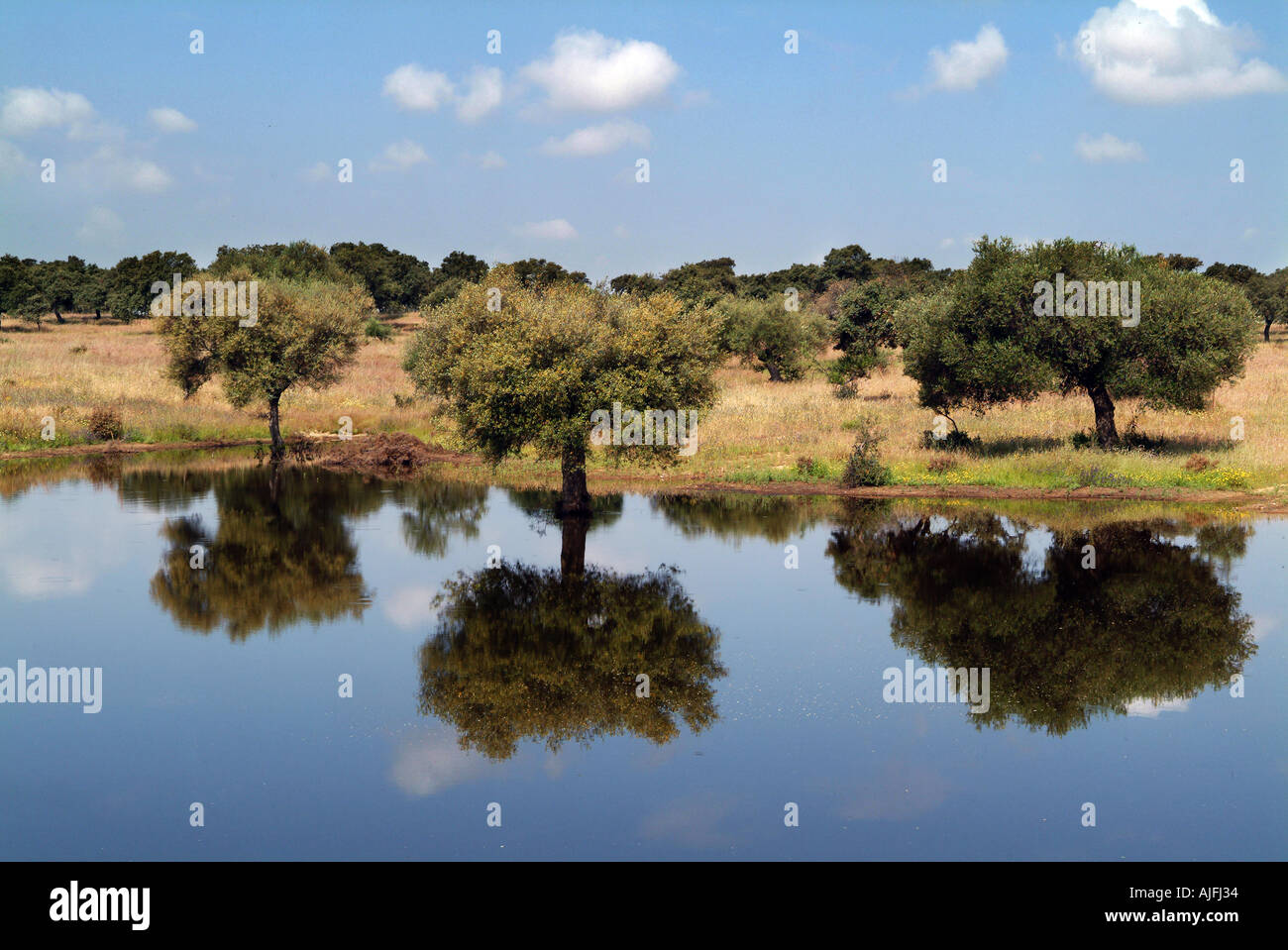Encina trees hi-res stock photography and images - Alamy