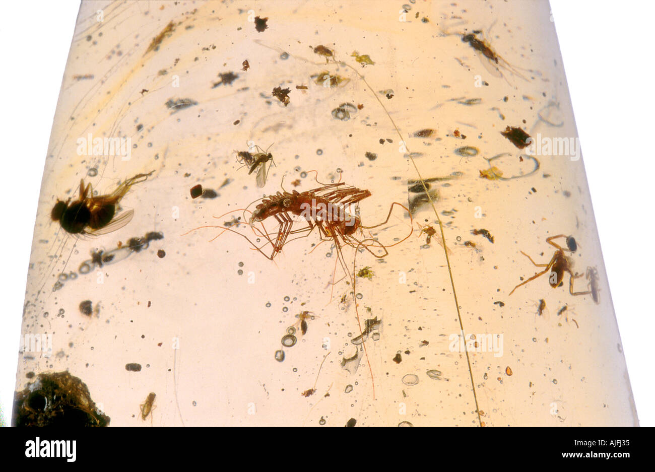 House Centipede in Amber fossil Miocene Columbia South America Stock ...