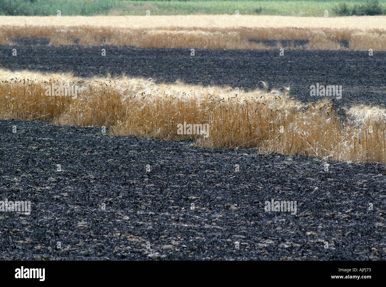 Burned wheat field hi-res stock photography and images - Alamy