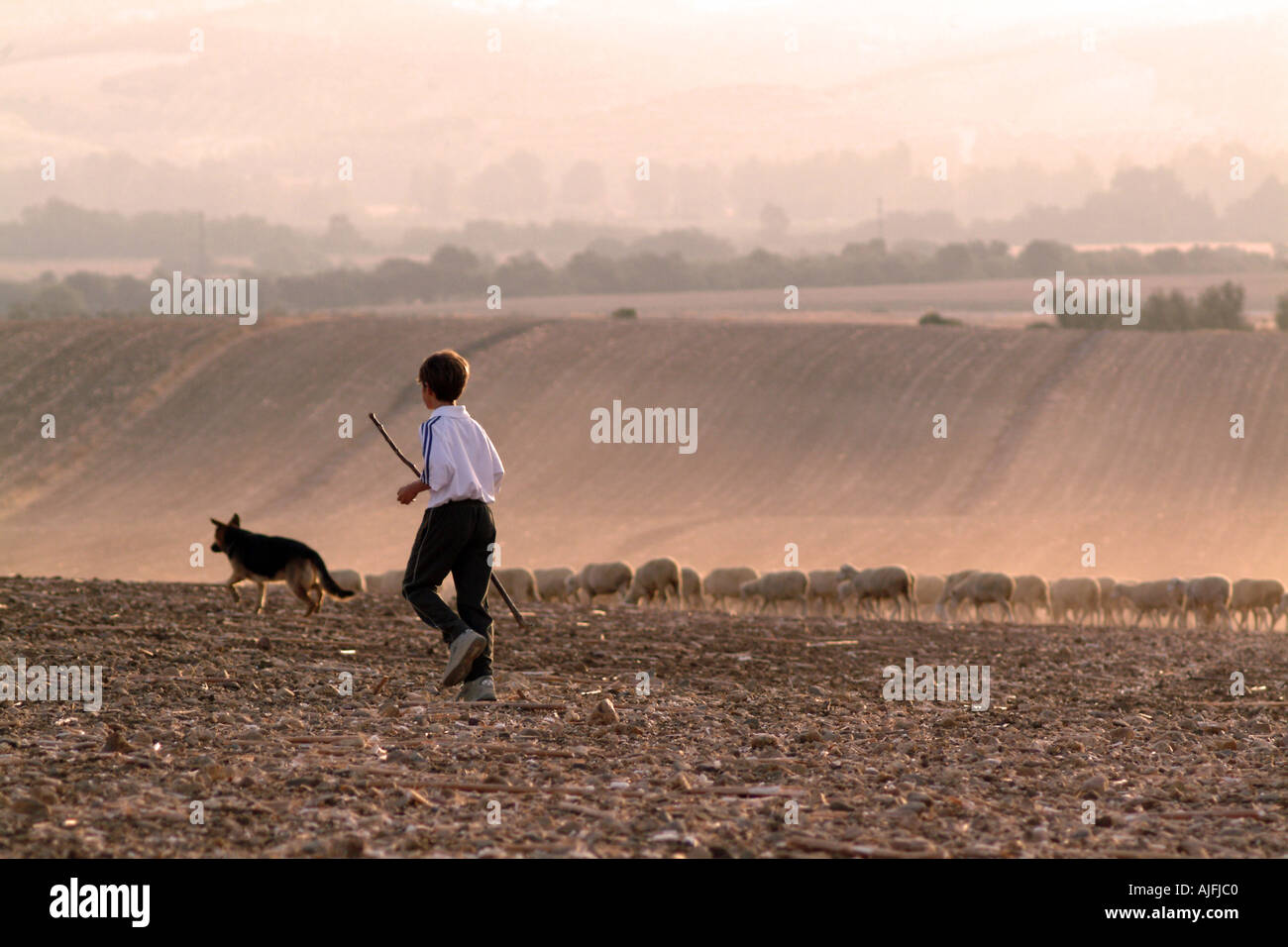 Young shepherd sheep hi-res stock photography and images - Alamy