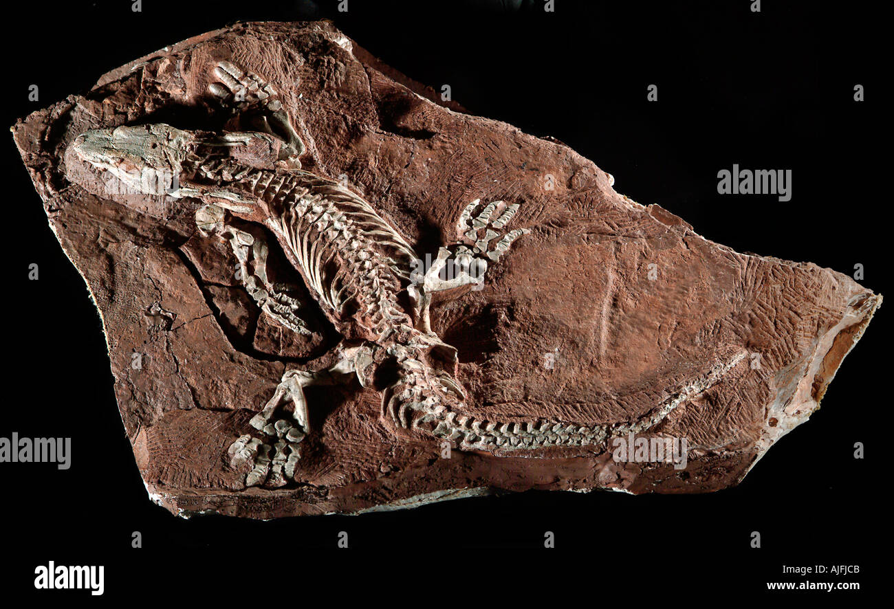 Fossil Reptile Orobates pabsti Diadectomorpha Diadectidea Early Permian ...