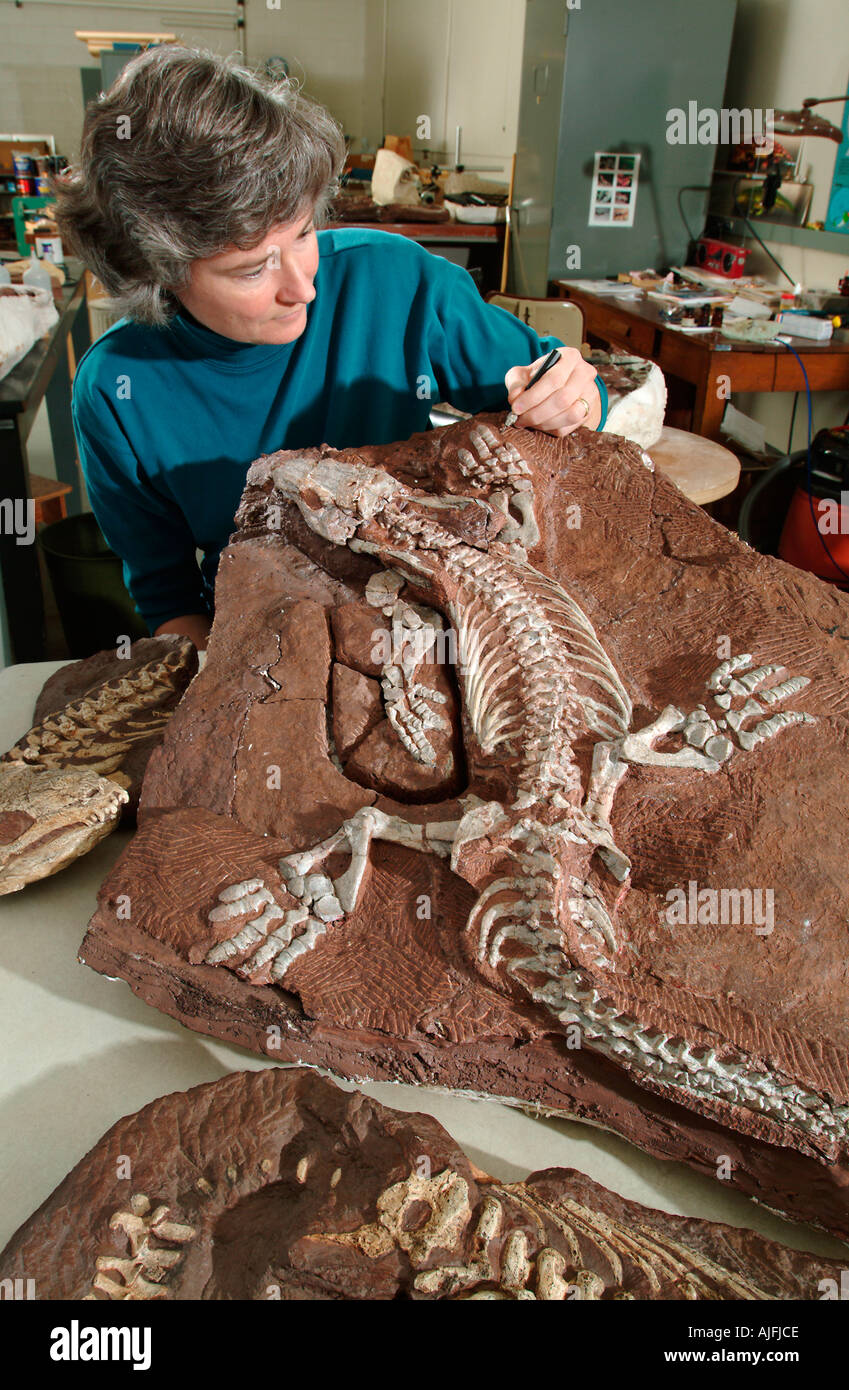 Paleontologist hi-res stock photography and images - Alamy
