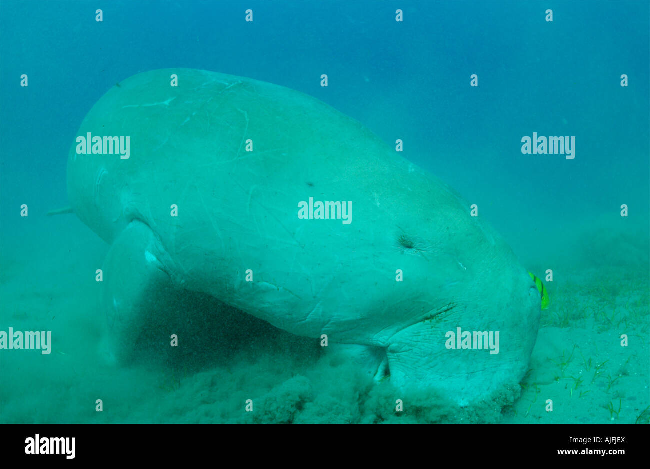 dugong in the Red Sea Egypt Stock Photo - Alamy