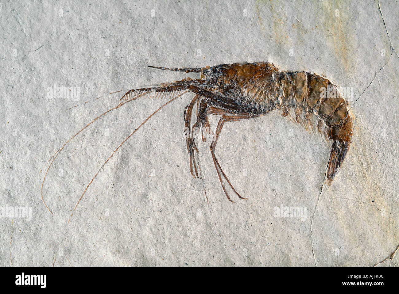 Phylum Arthropoda Prawn