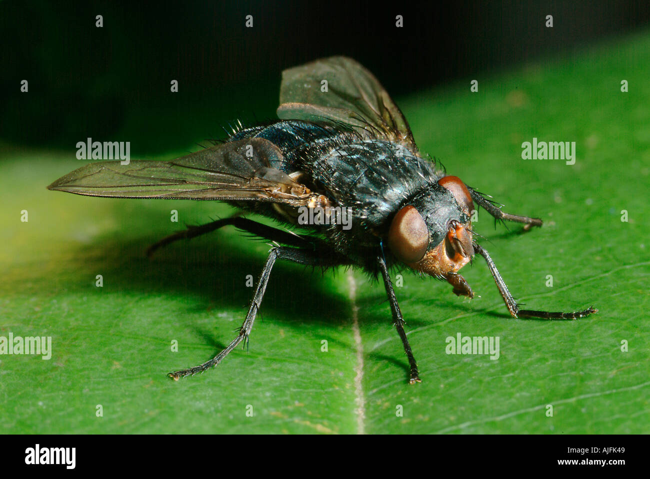 Bluebottle Fly Calliphora sp Stock Photo - Alamy