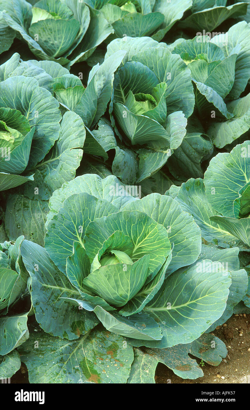 Cole crops hi-res stock photography and images - Alamy