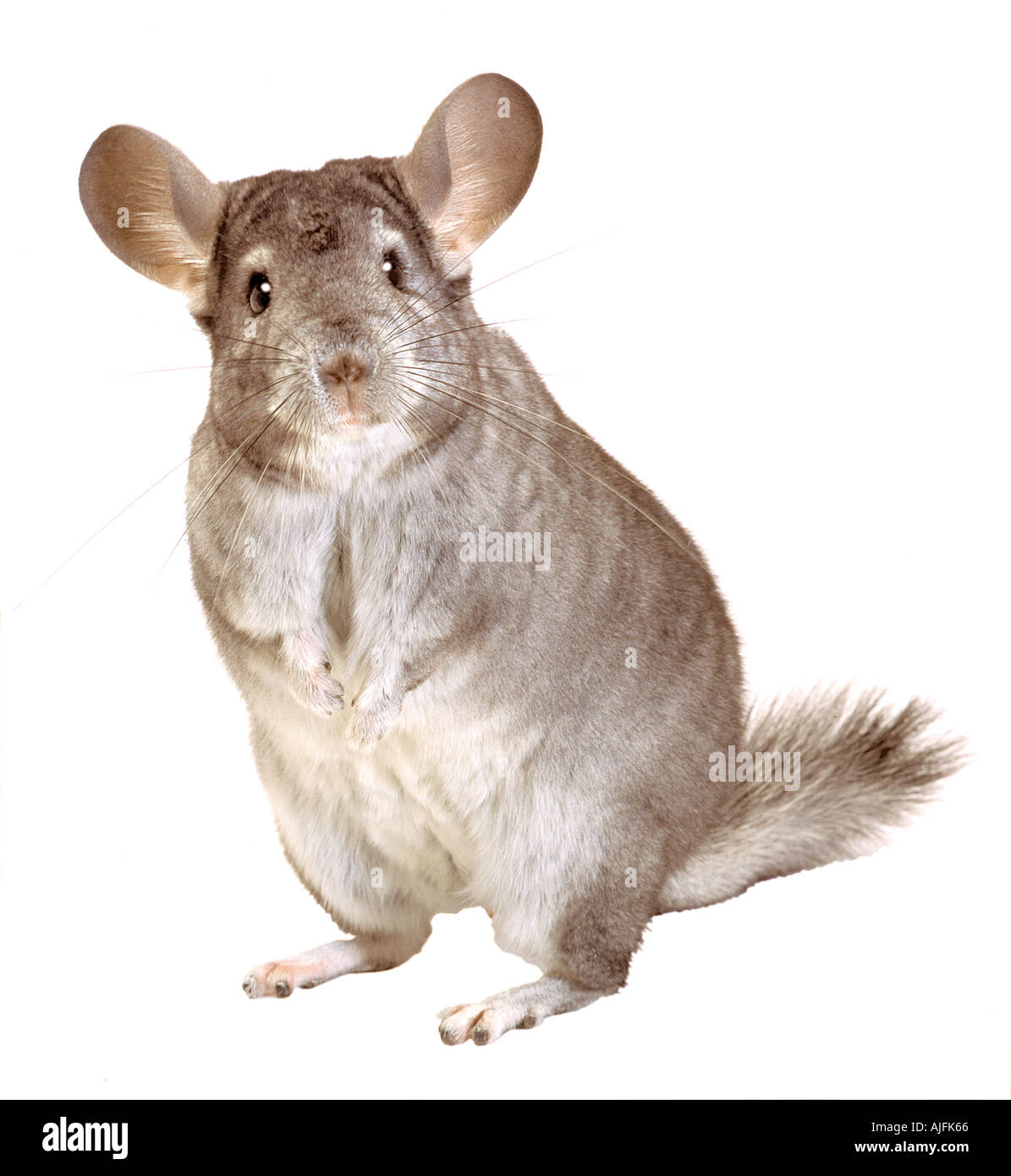 Peru chile Cut Out Stock Images & Pictures - Alamy