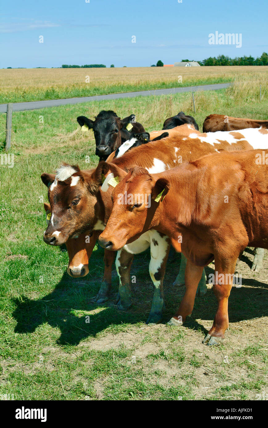 Dairy Cattle Danish Red Bornholm Denmark Stock Photo - Alamy
