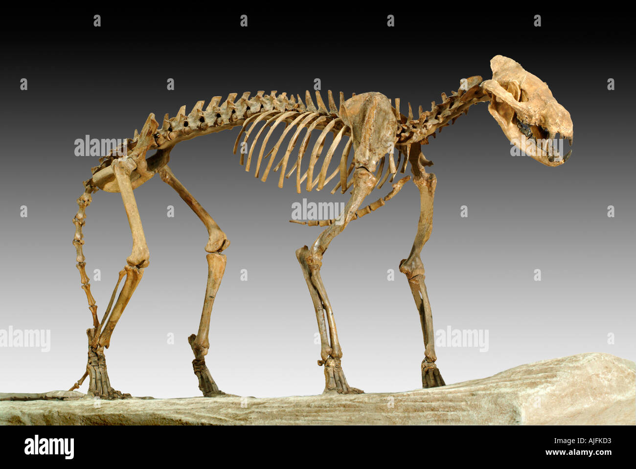 Beardog, Daphoenodon superbus, Early Miocene Stock Photo - Alamy
