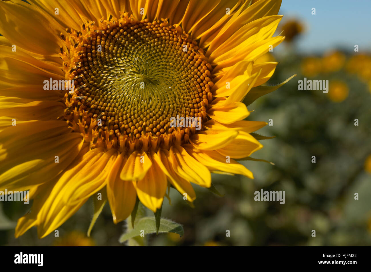 September in the midwest sunflower hi-res stock photography and images ...