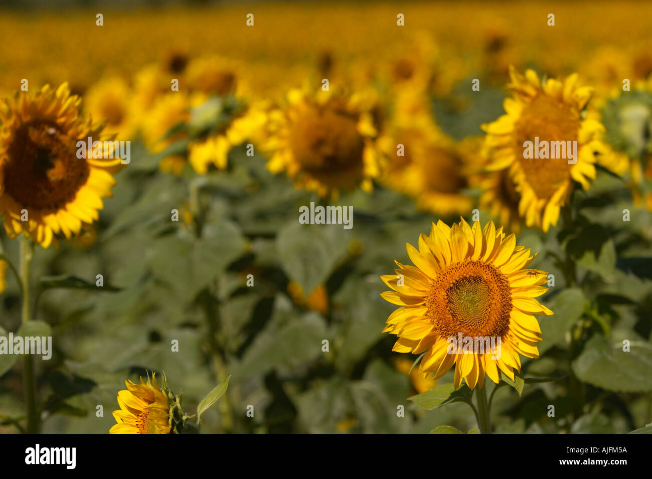 A field of sunflowers in the midwestern United States Stock Photo - Alamy