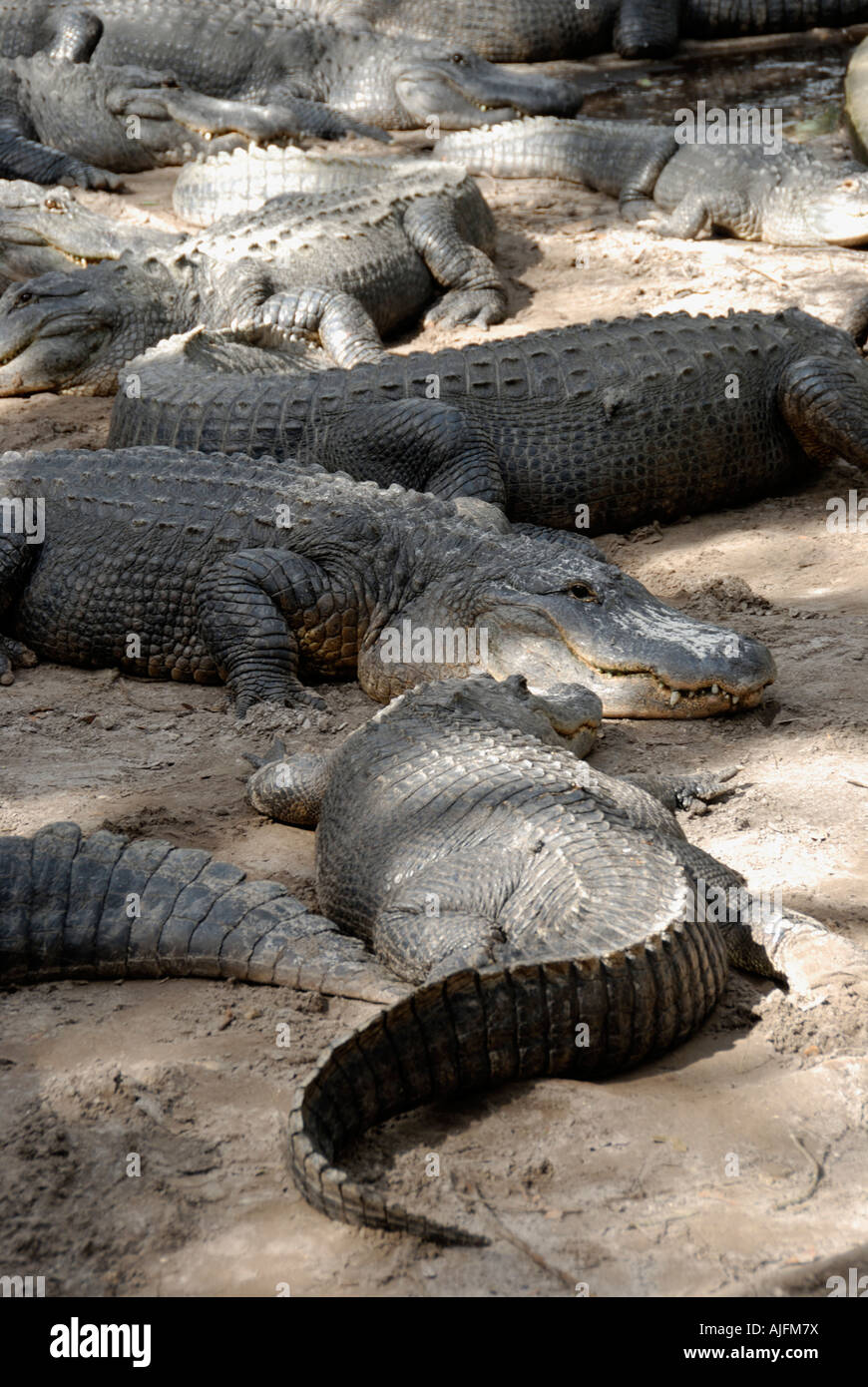 Huge alligators hi-res stock photography and images - Alamy