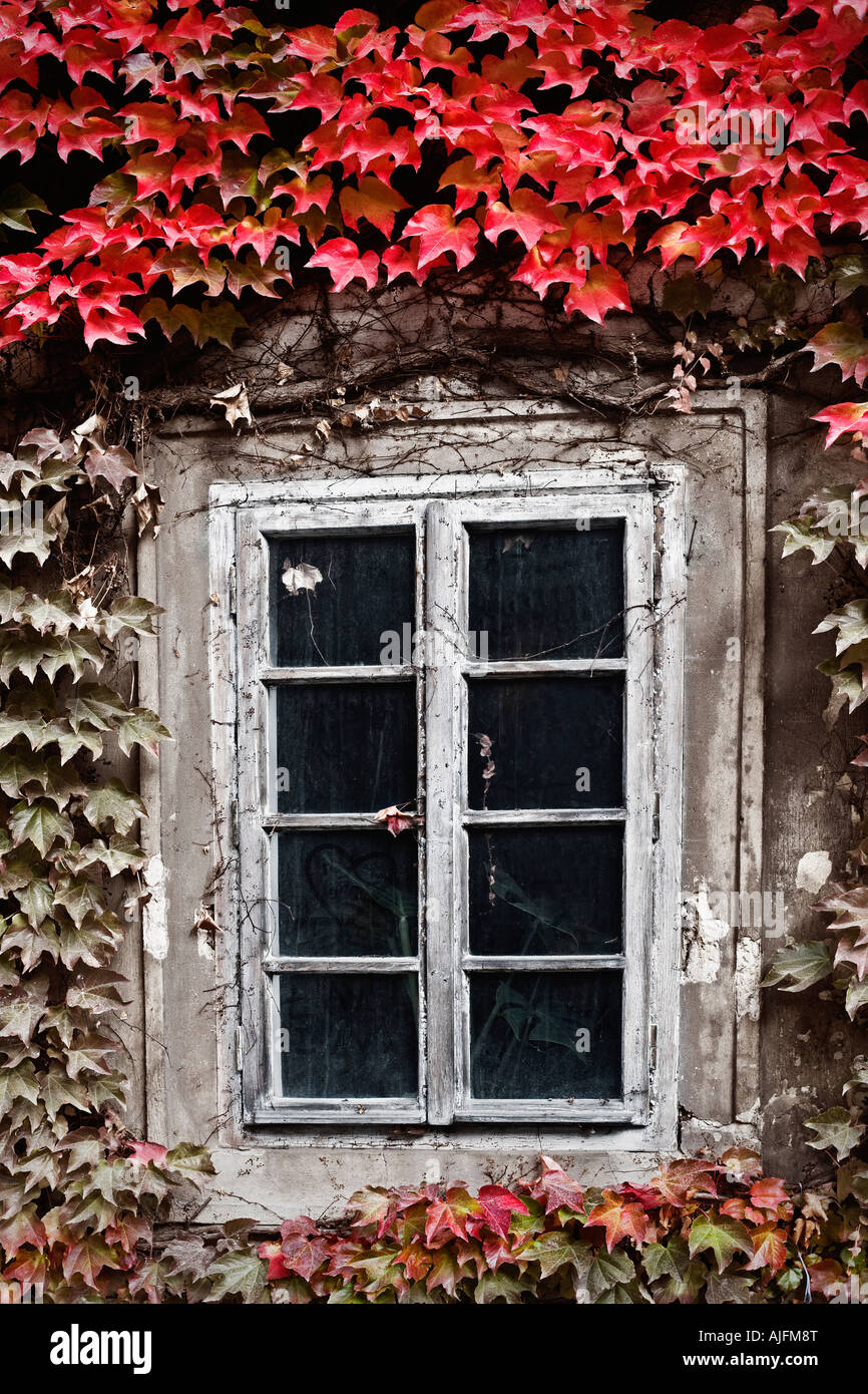 LEAVES AROUND WINDOW Stock Photo - Alamy
