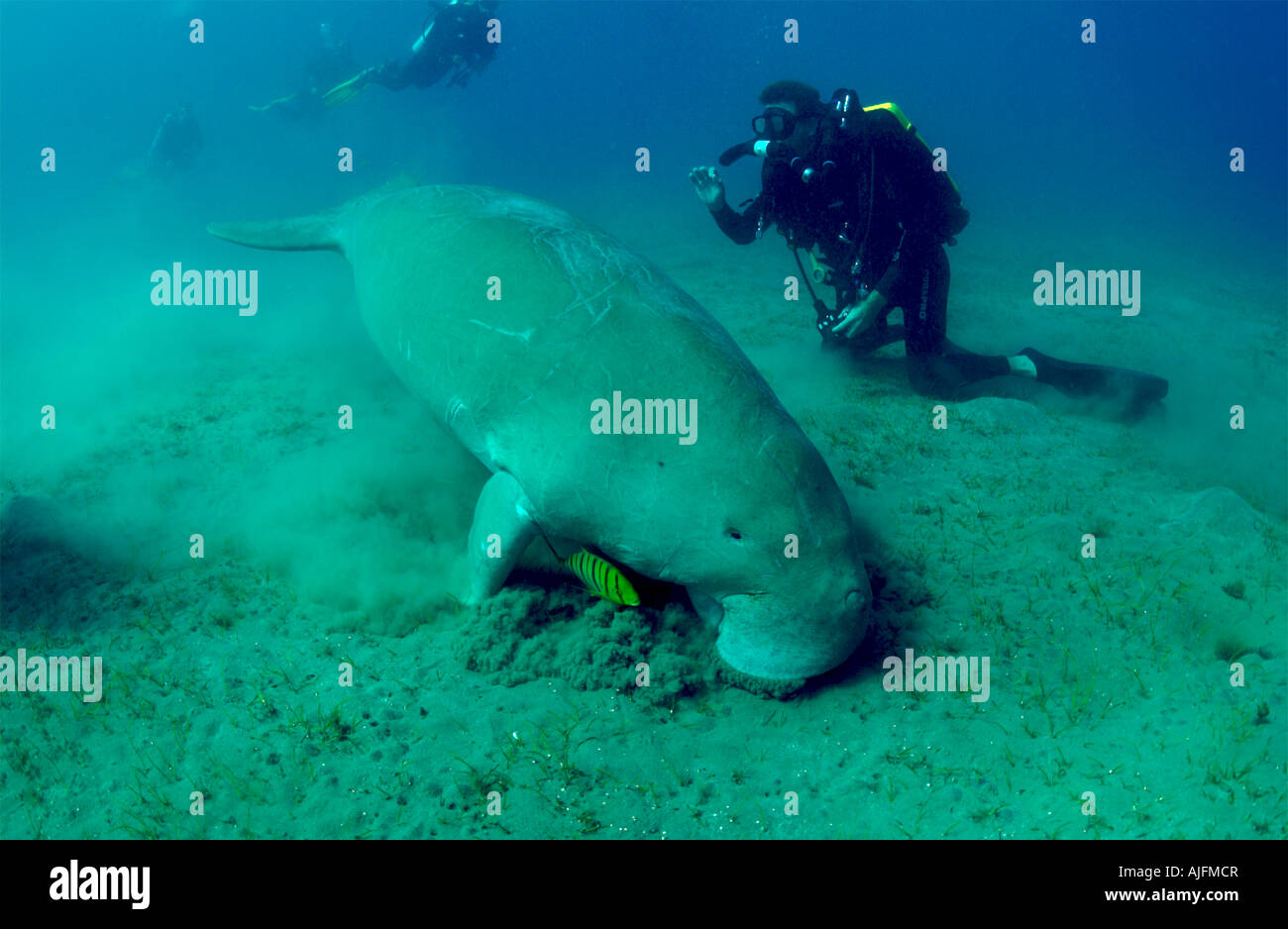 dugong in the Red Sea Egypt Stock Photo - Alamy