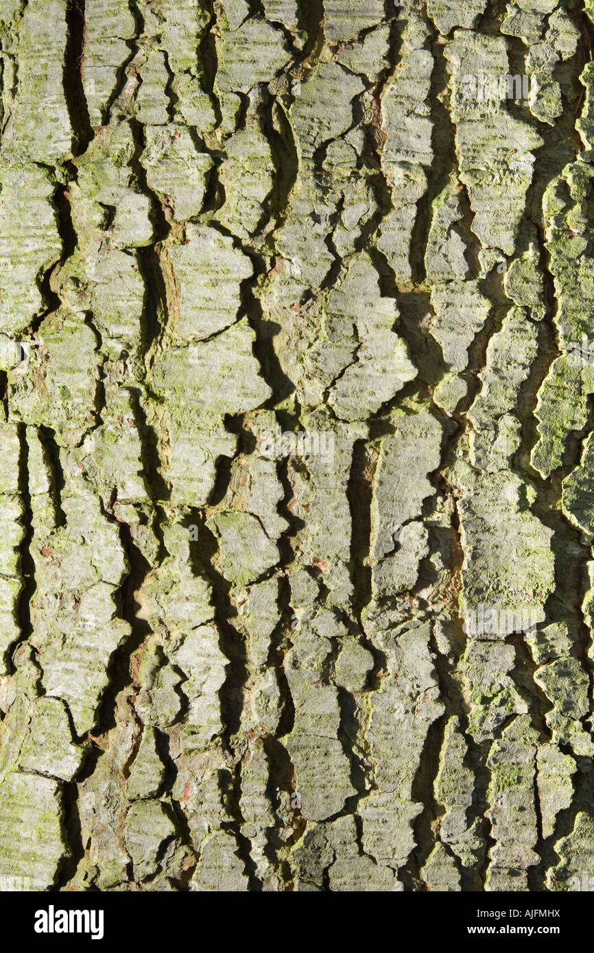 tree bark pattern Stock Photo - Alamy