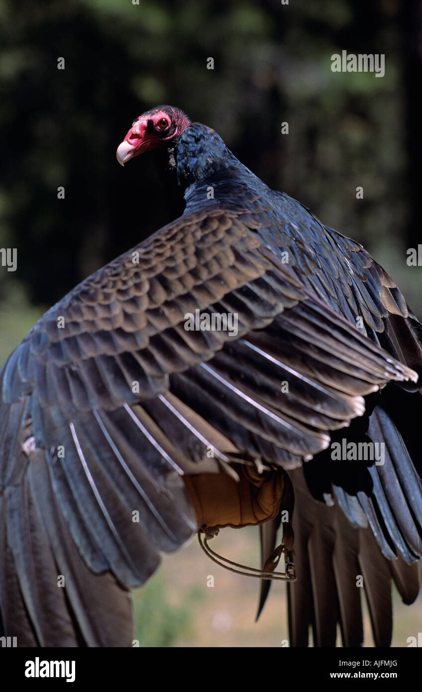 High Desert Museum Bird of Prey exhibit with vulture Bend Oregon State ...