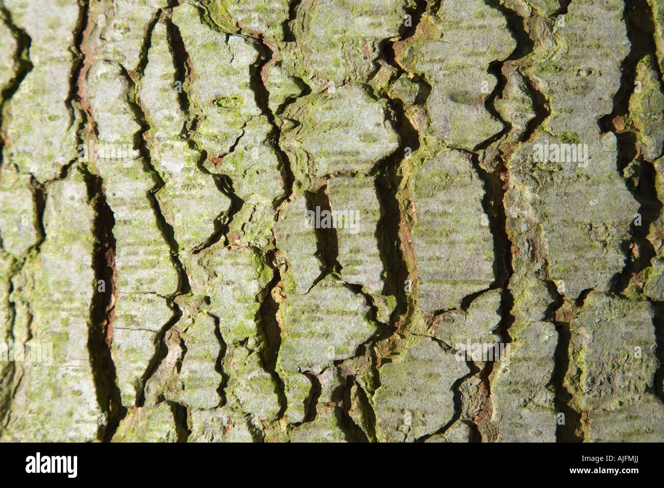 Texture of ridged bark hi-res stock photography and images - Alamy