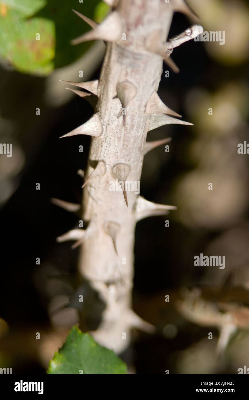 Bramble plant Cottenham Park Wimbledon England Stock Photo - Alamy