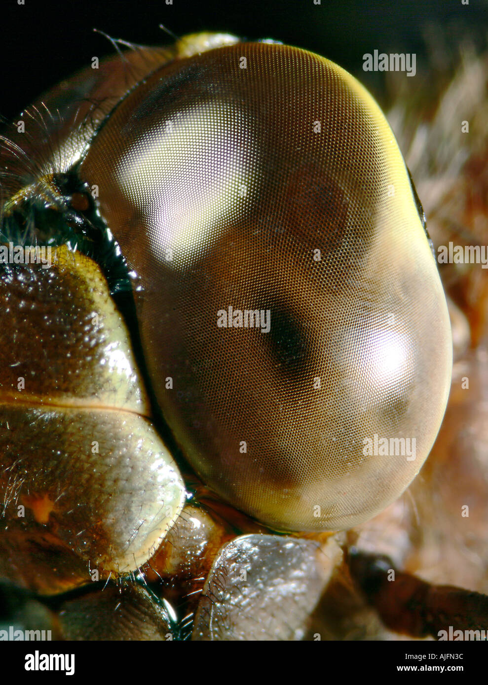 ECU of Common Whitetail Dragonfly Plathemis lydia Showing Compound Eye ...