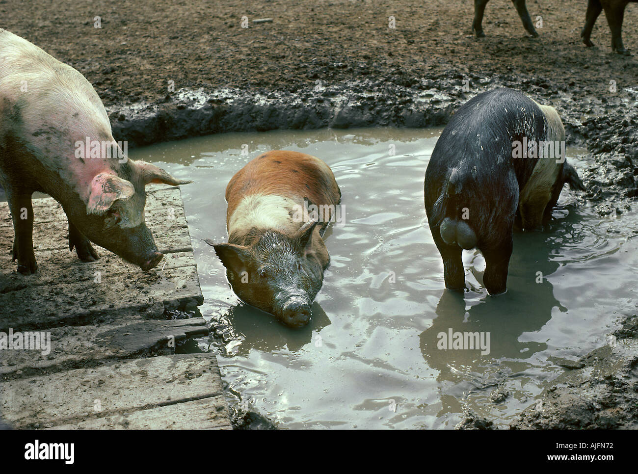 Pigs Wallow Mud High Resolution Stock Photography and Images - Alamy