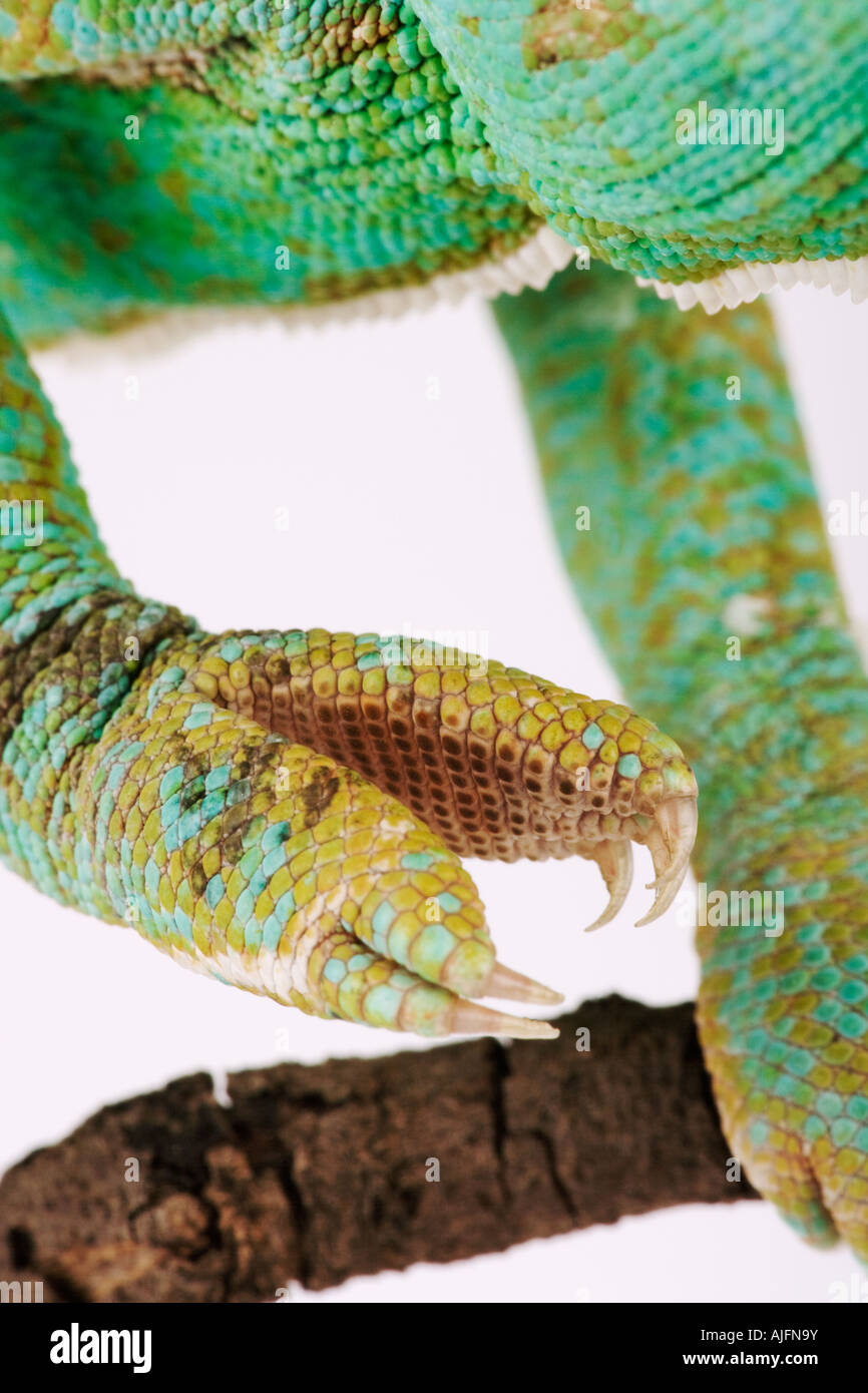 Veiled Yemen Chameleon close up of foot Yemen and Saudi Arabia Stock ...