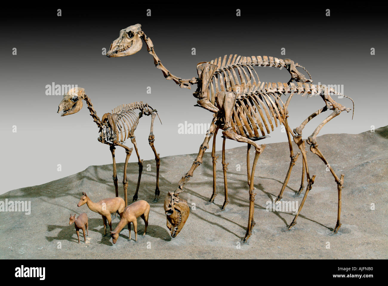 Early miocene hi-res stock photography and images - Alamy