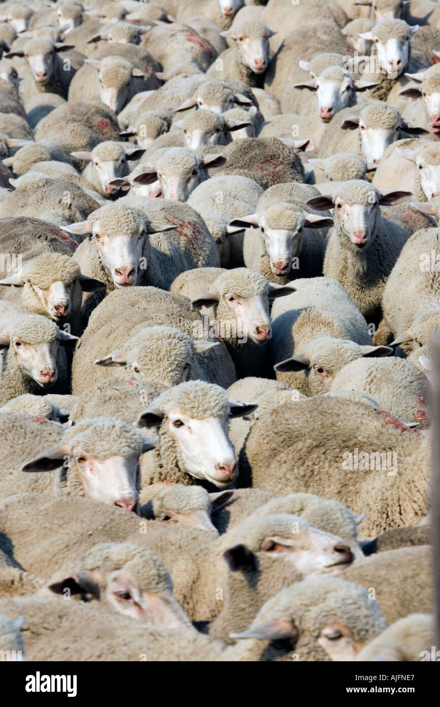 Flock of sheep on a ranch in Northern Montana Stock Photo - Alamy