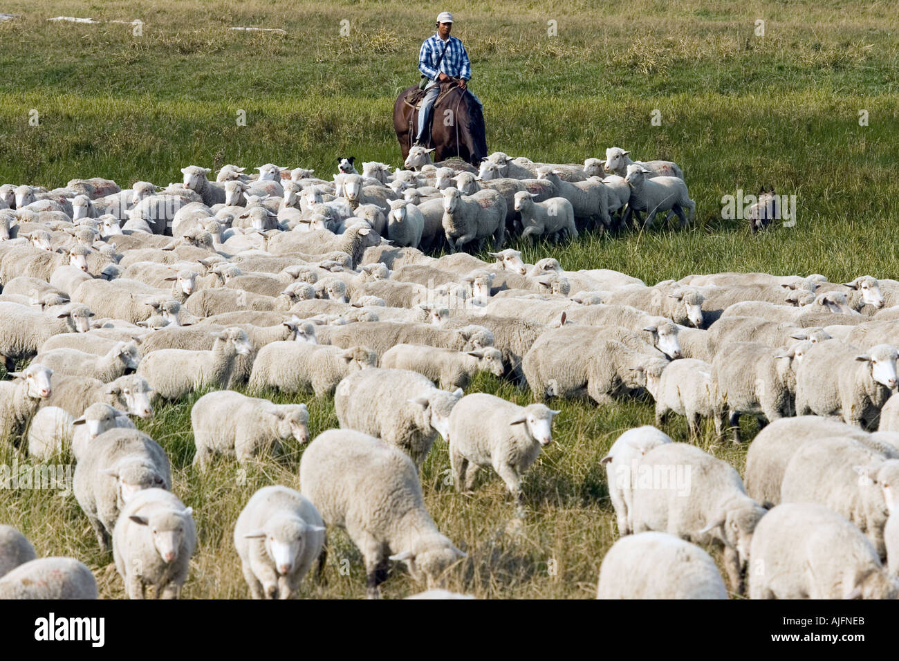 A rancher drives a flock of sheep on a ranch in Northern Montana Stock ...