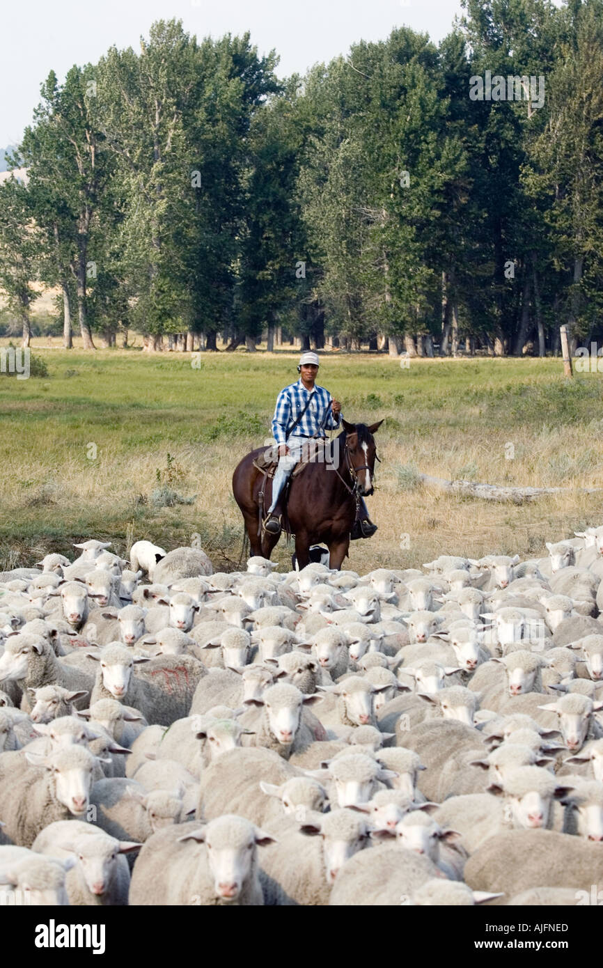 A rancher drives a flock of sheep on a ranch in Northern Montana Stock ...