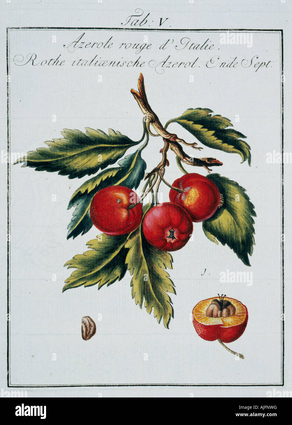 Italian red azerole Stock Photo - Alamy