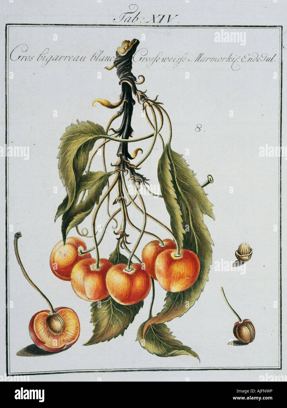 Prunus sp., large whiteheart cherry Stock Photo - Alamy