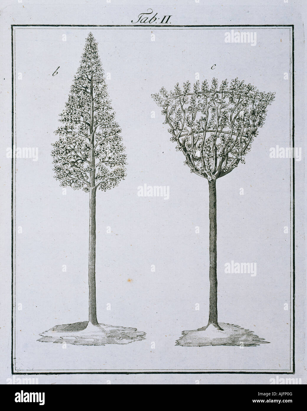 Two fruit trees Stock Photo - Alamy