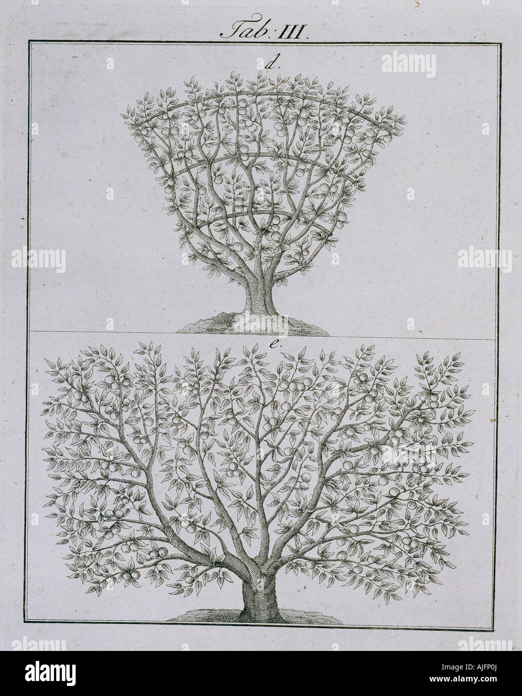 Two fruit trees Stock Photo - Alamy