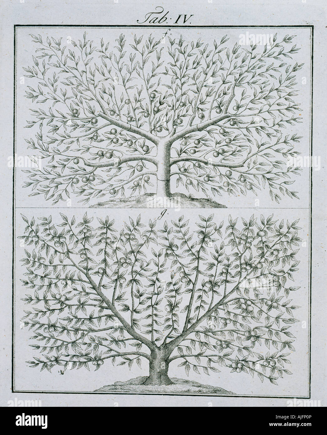 Two fruit trees Stock Photo - Alamy