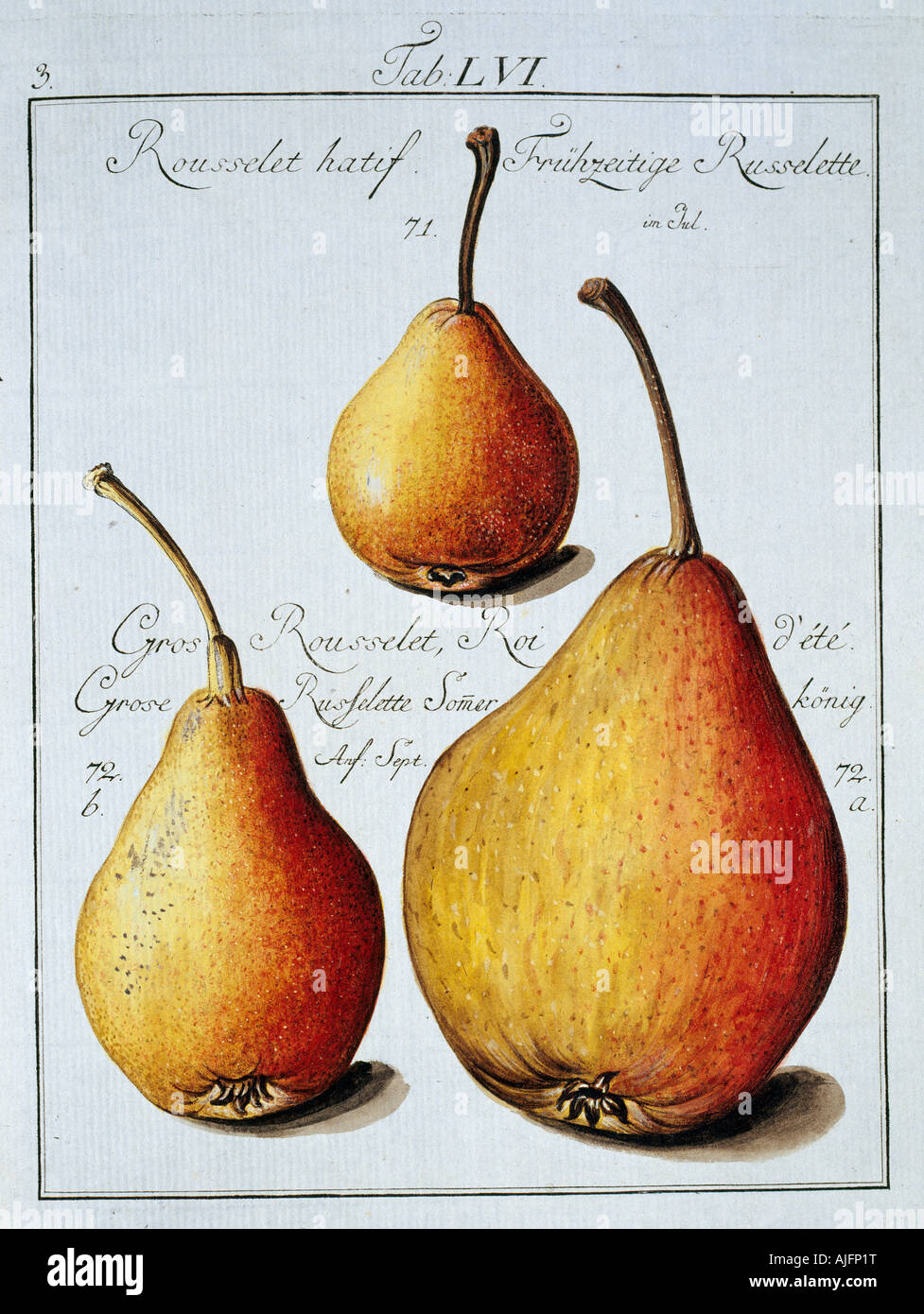 Pyrus sp., (71) late russet pear (72a) summer king (72b) large russet ...