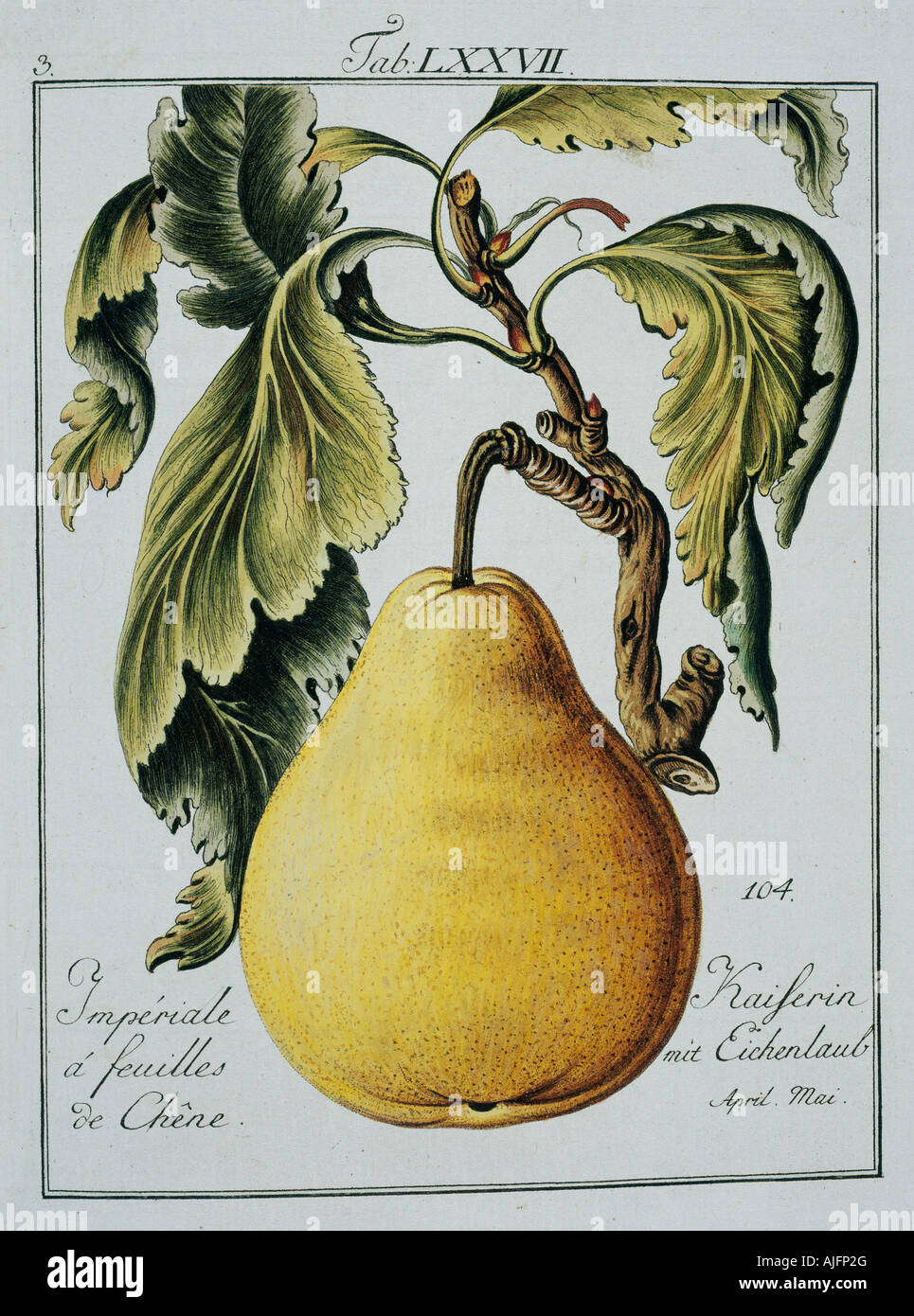 Pyrus sp., pear Stock Photo - Alamy