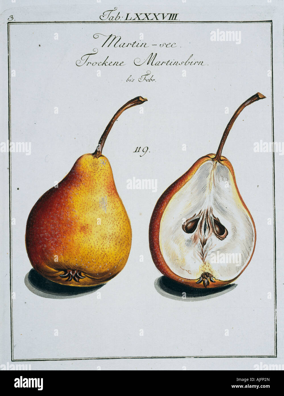 Pyrus sp., pear Stock Photo - Alamy