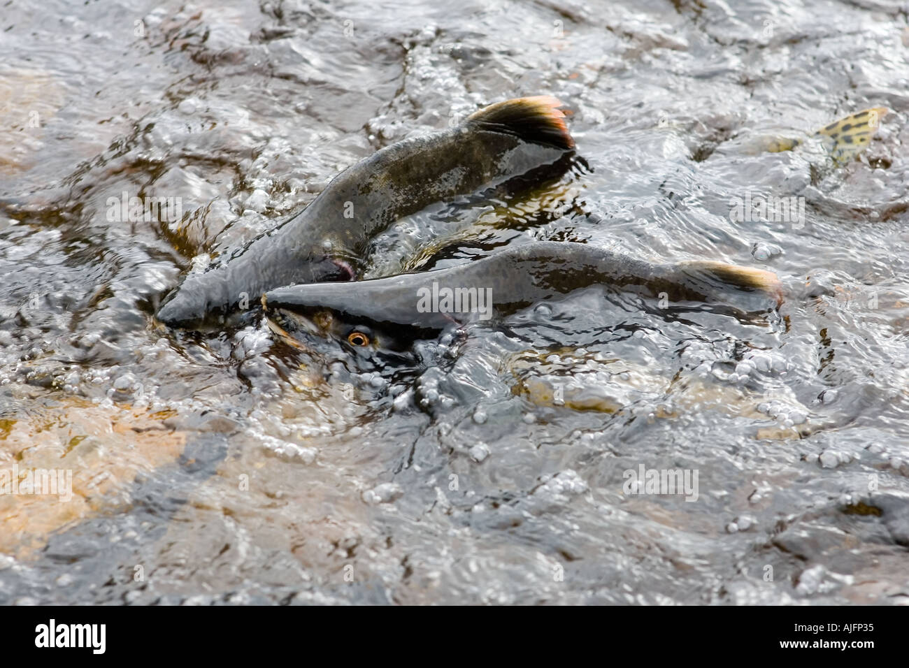 Swaming hi-res stock photography and images - Alamy