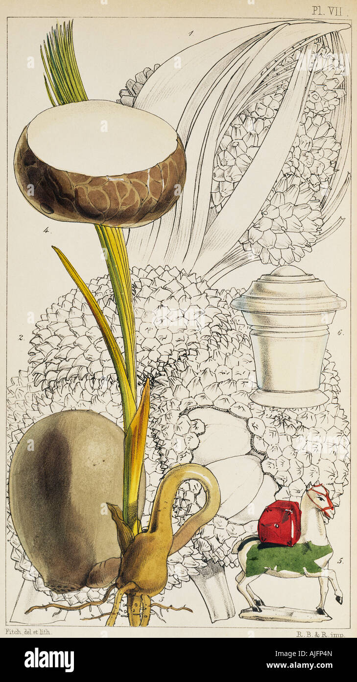 Phytelephas macrocarpa, ivory palm nuts Stock Photo - Alamy