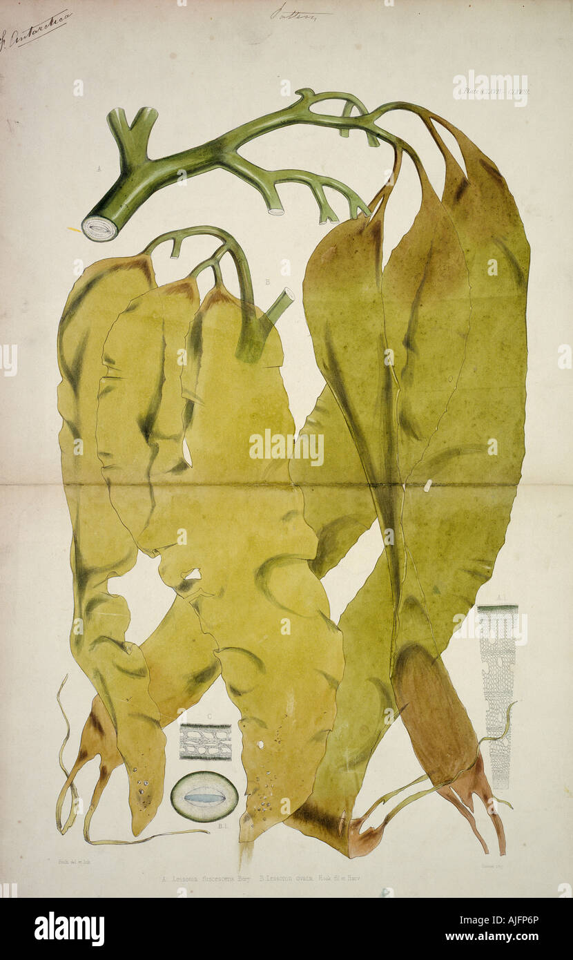 Lessonia ovata hi-res stock photography and images - Alamy