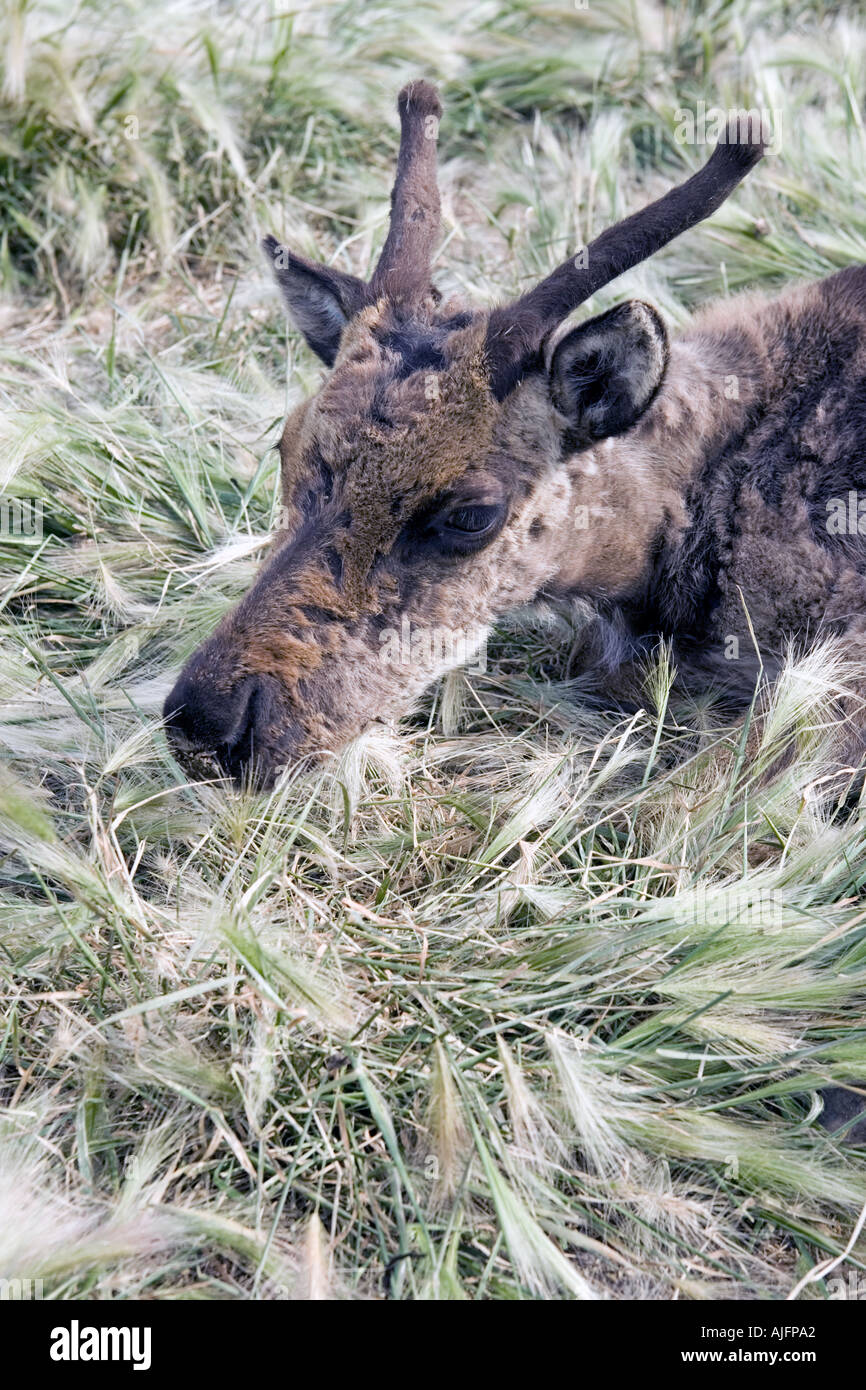 Farm raised deer hi-res stock photography and images - Alamy